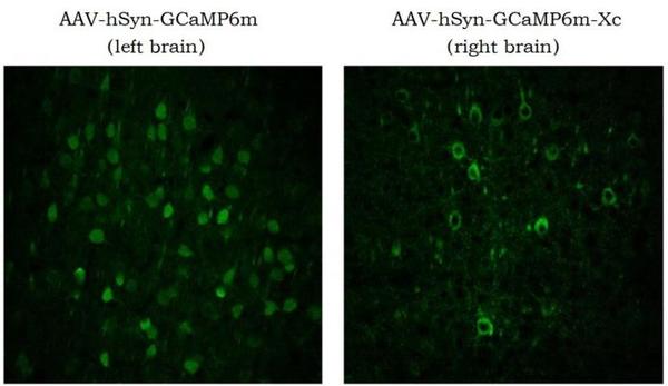 新一代无损伤钙离子探针“GCaMP-X” - 知乎