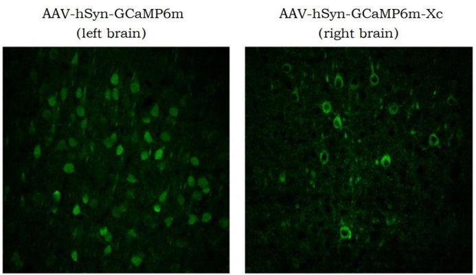 新一代无损伤钙离子探针“GCaMP-X” - 知乎