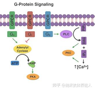 靶向GPCR的药物研发 - 知乎