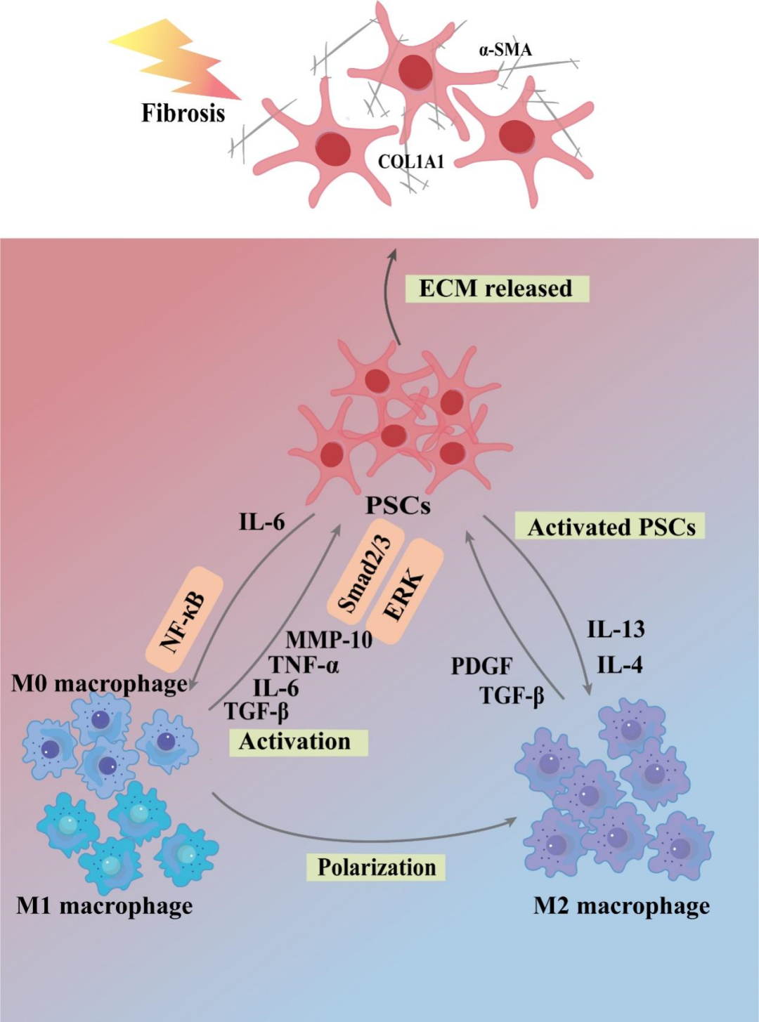 Pharmacol Res 综述︱项红等评述巨噬细胞：慢性胰腺炎免疫治疗领域一颗冉冉升起的新星 - 知乎