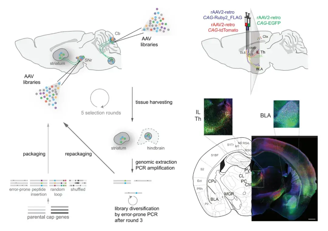 盘点神经研究中常用的AAV血清型 - 知乎