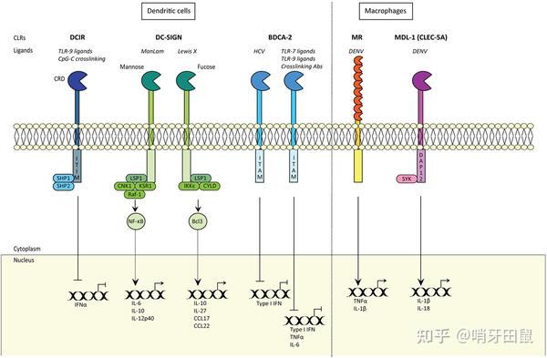 天然免疫系统中的模式识别受体 - 知乎