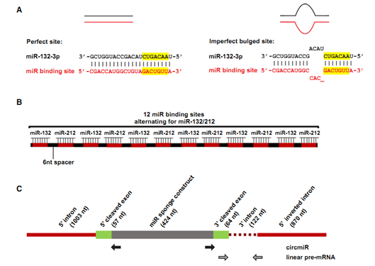 【耀文解读】环状RNA(circRNA)的miRNA分子海绵功能与潜在医学转化 - 知乎