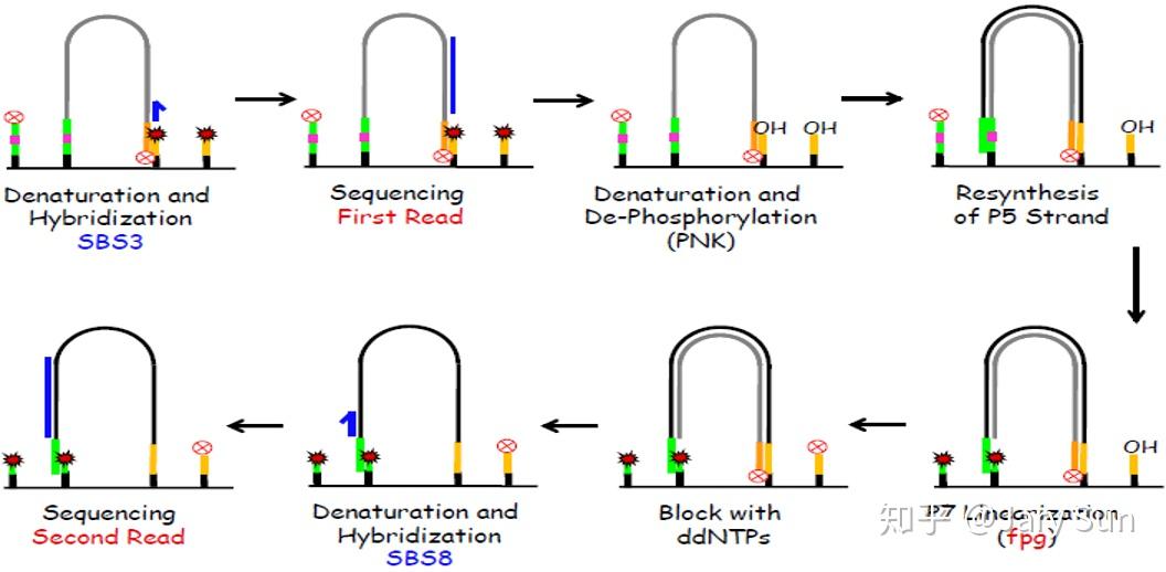 Illumina Hiseq/Miseq测序原理简介 - 知乎