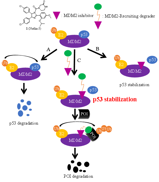 AMM重磅综述｜基于MDM2配基的蛋白靶向降解剂 - 知乎