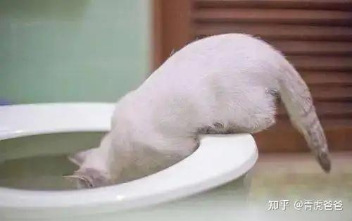 如何让猫多喝水 知乎