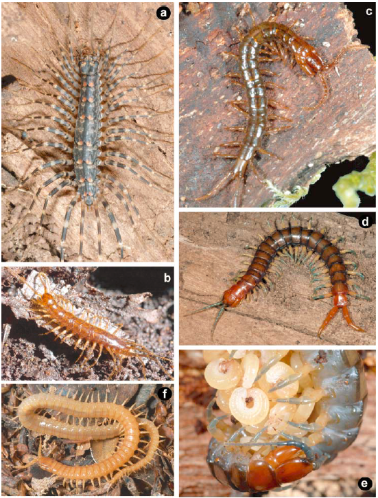 【地球演义】真·虫の森 - 知乎