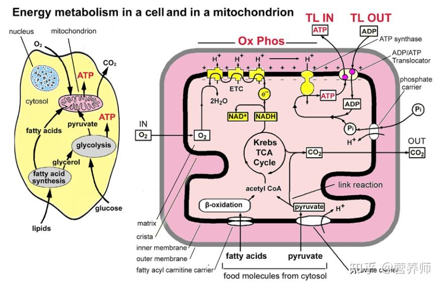 NADH怎样产生ATP的？ - 知乎