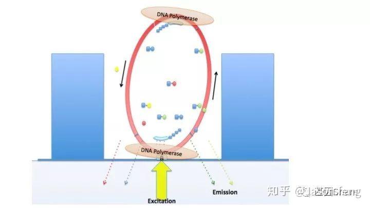 Pacbio测序原理以及SMRT bell文库构建流程简述 - 知乎