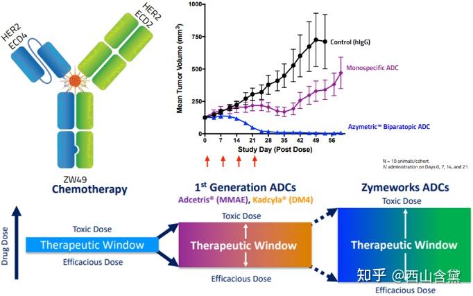 国内外知名企业ADC技术平台(第四期, Zymeworks) - 知乎