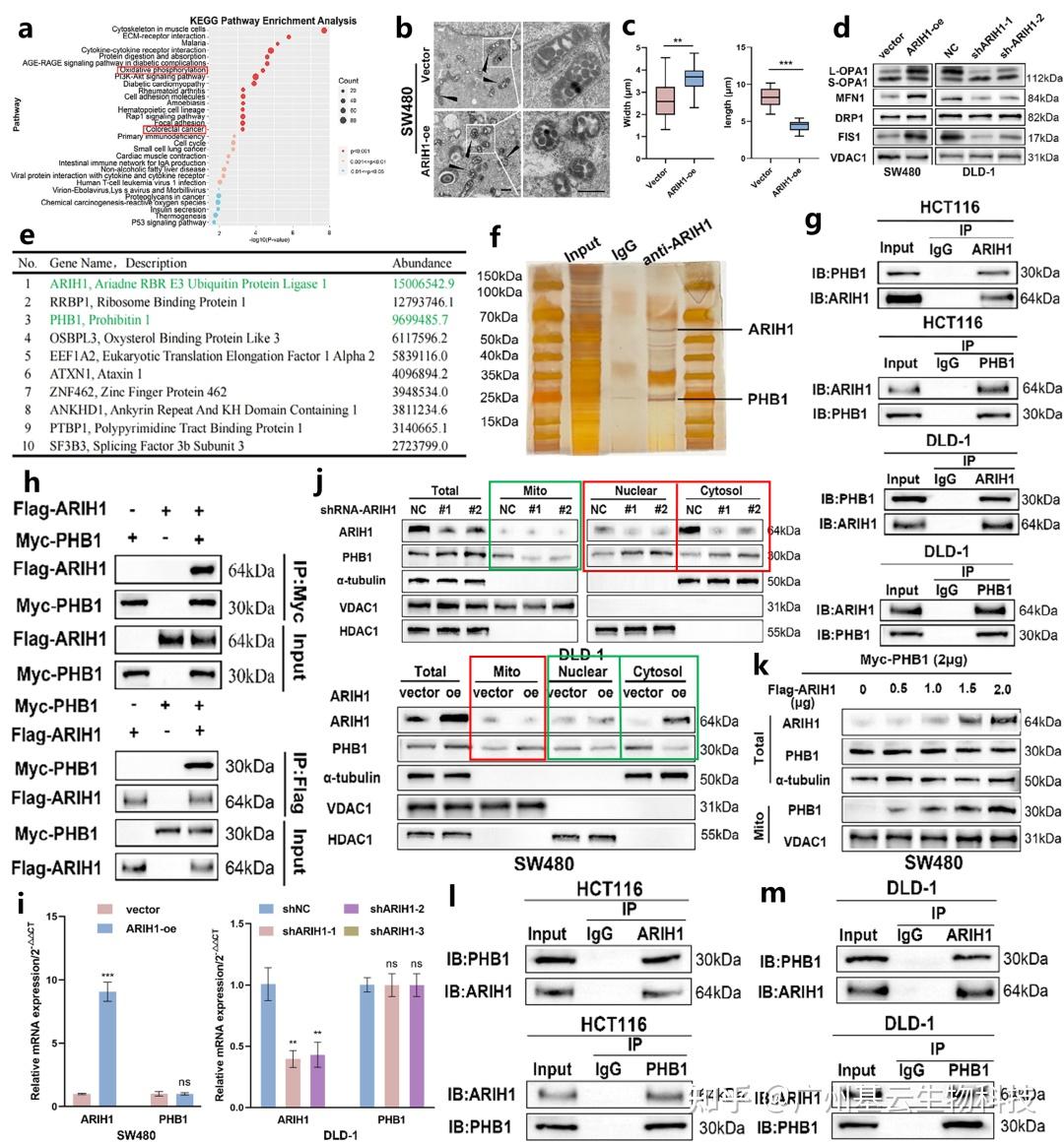 ARIH1互作蛋白筛选方法 - 知乎