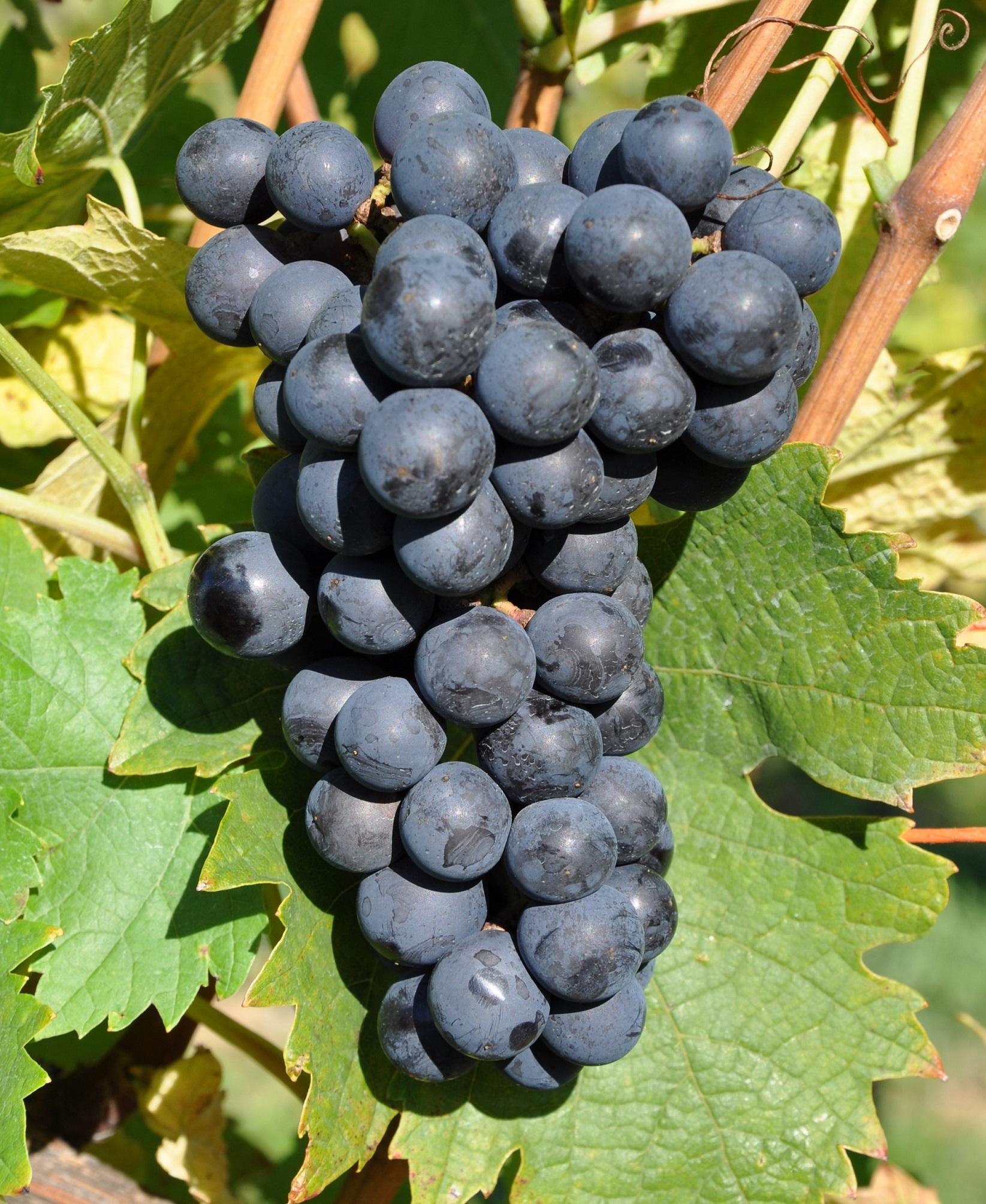 这些勃艮第小众葡萄品种，你知道几个？ - 知乎