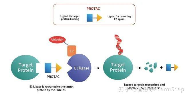 智慧芽PharmSnap | 冉冉升起的新星-光控PROTAC - 知乎
