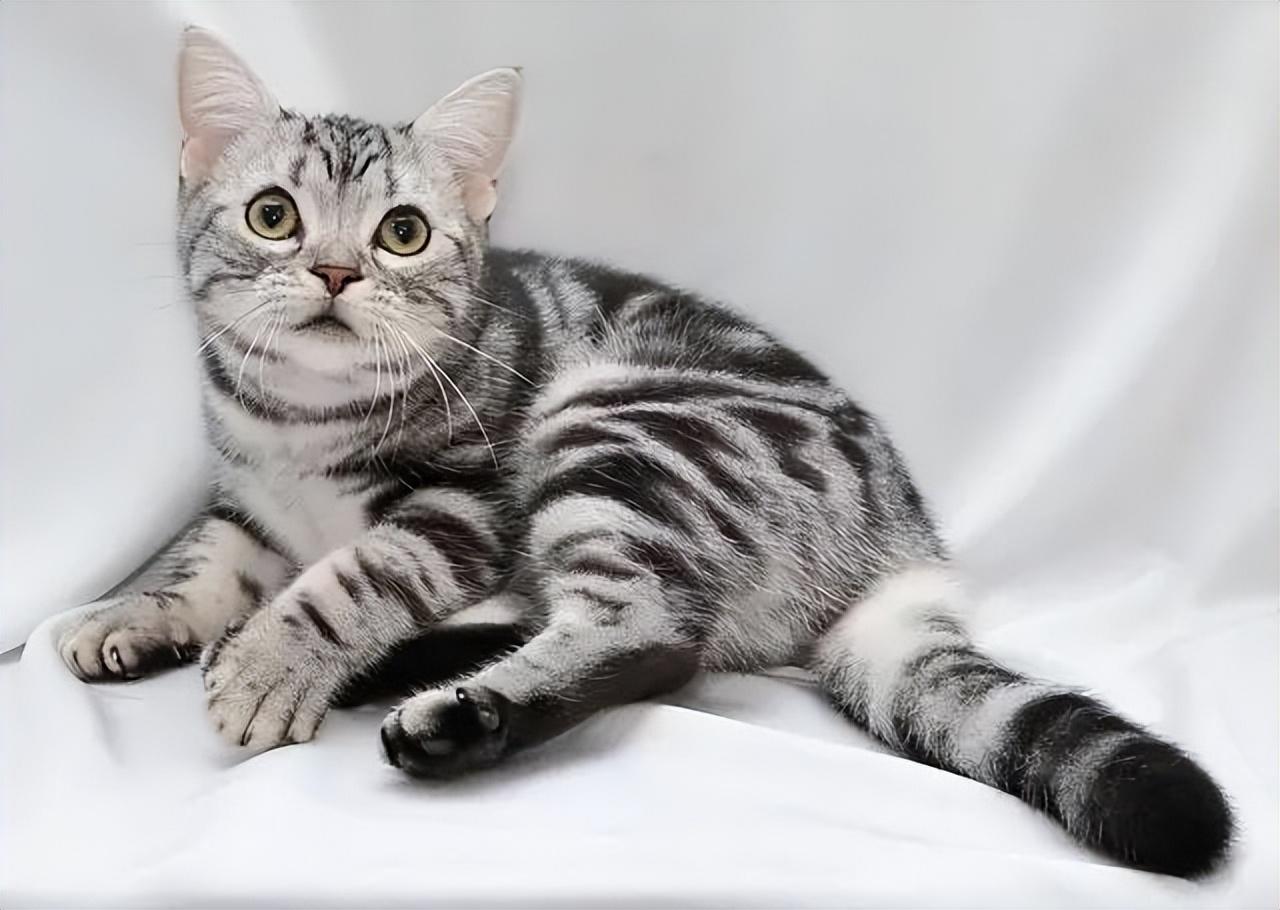 狸花猫智商排名 知乎