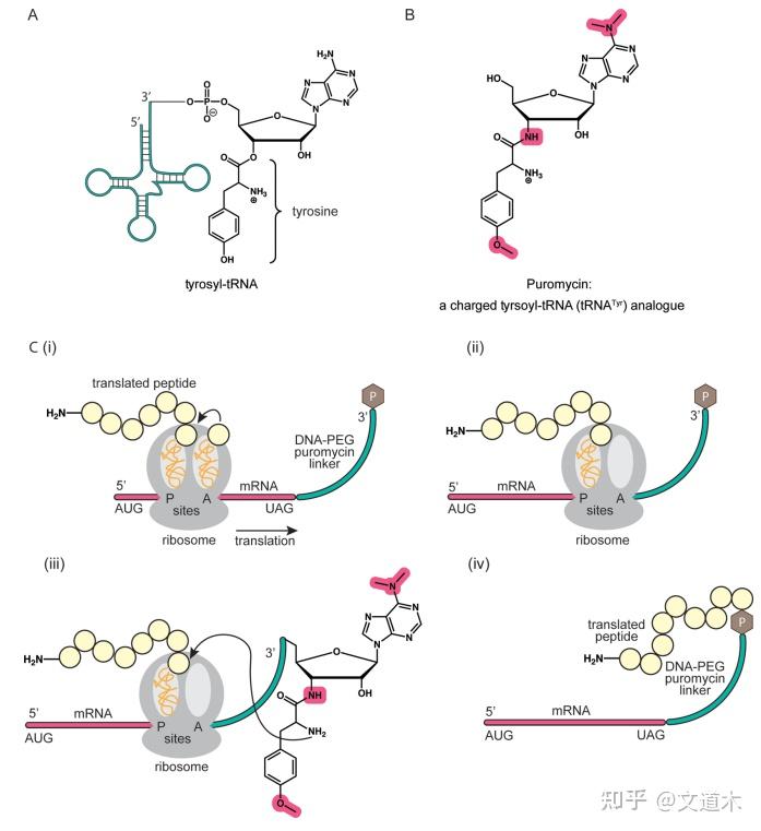 展示技术之mRNA Display（1） - 知乎