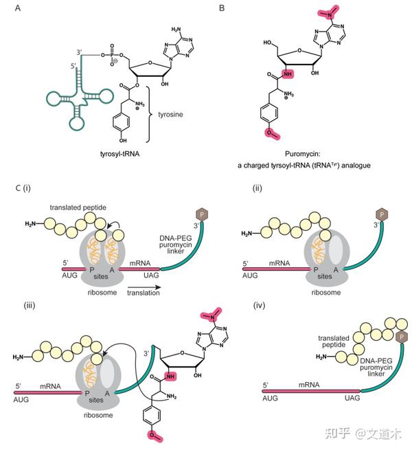 展示技术之mRNA Display（1） - 知乎