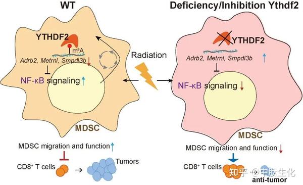 Cancer Cell：何川/罗成等发现抑制YTHDF2可增强放疗的抗肿瘤疗效 - 知乎