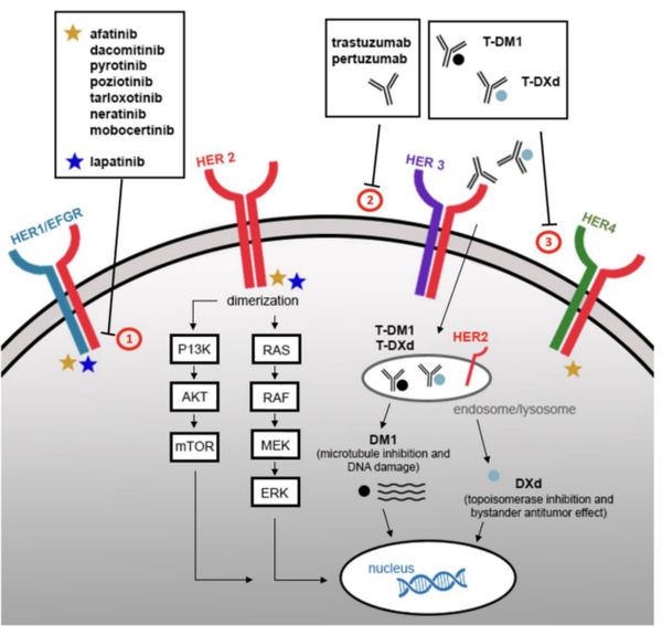 ENHERTU这款ADC国内获批了，肿瘤患者一定要看看有没有HER2！ - 知乎