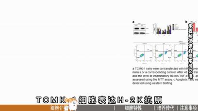 TCMK-1细胞培养，小鼠肾上皮细胞培养攻略 - 丰晖生物 - 知乎