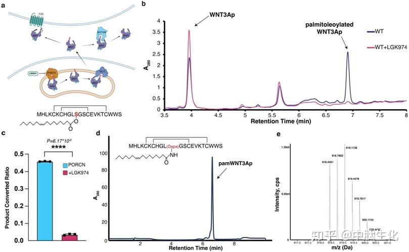 Nature：揭示酶PORCN介导的Wnt蛋白脂质化机制，有望开出更好的癌症治疗方法 - 知乎