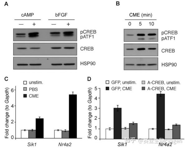 一文带你了解Creb1基因——研究神经系统及肌肉再生的关键基因 - 知乎