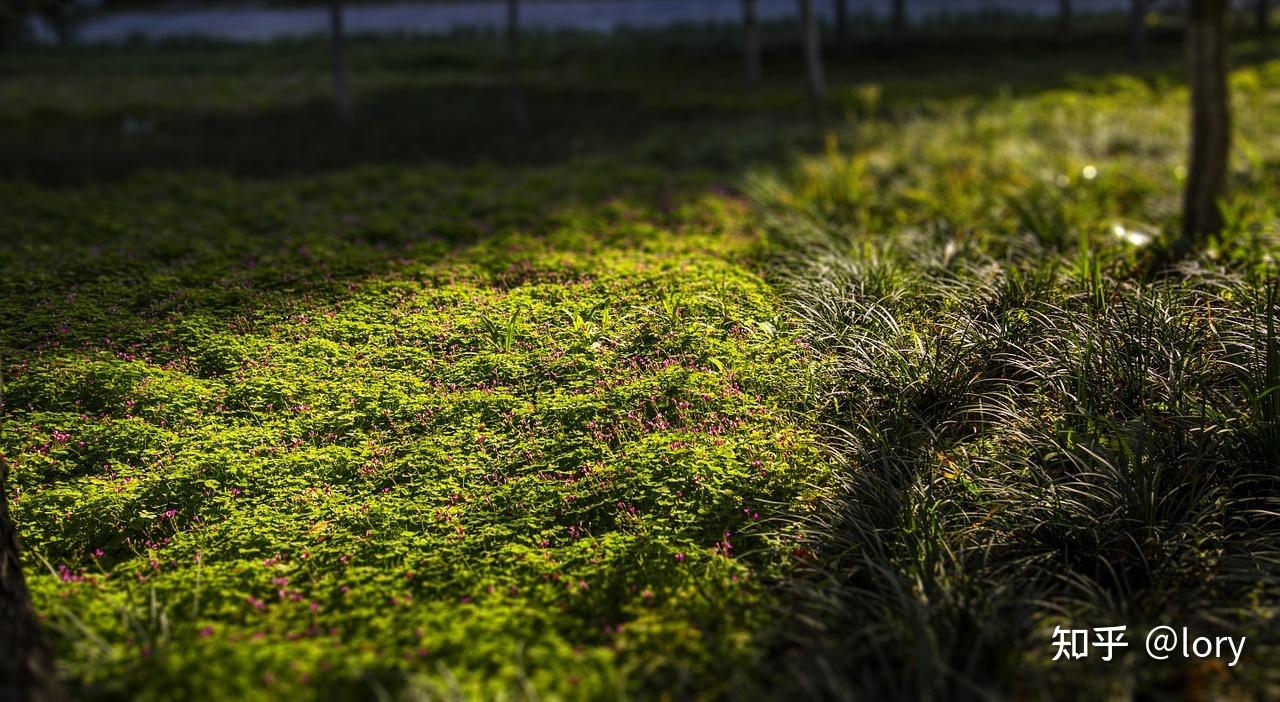 UE4的植被大规模管理问题 ISM与HISM - 知乎