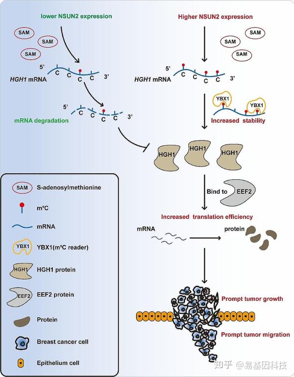 易基因：NSUN2/YBX1介导m5C甲基化增强HGH1 mRNA稳定性以促进肿瘤进展 | 科研速递 - 深圳市易基因科技 - 博客园