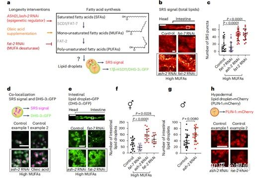 Nature研究揭示：MUFAs延长寿命机制