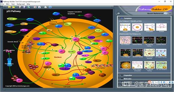推荐一个画信号通路图的神器 - 知乎