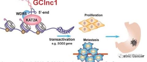 一篇24分的lncRNA研究是怎么做的？ - 知乎