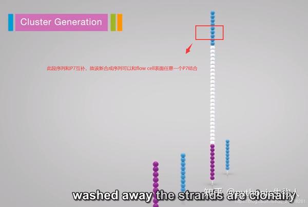NGS测序原理02-簇生成（Cluster Generation） - 知乎