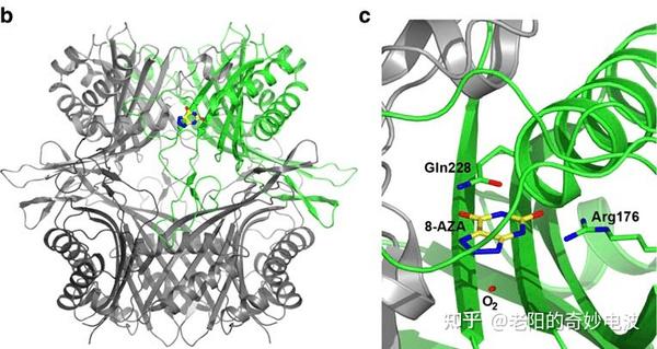 基因的BUG - 知乎