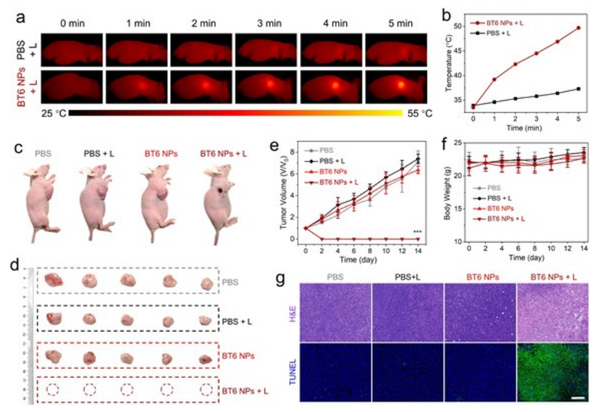 NIR-II 荧光团 | 苯并[c]噻吩荧光团的抗猝灭NIR-II J聚集体实现高效生物成像和光疗诊断 - 知乎
