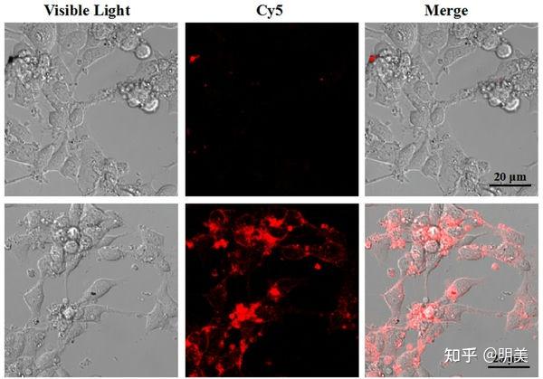 提升CY5/CY5.5荧光成像效果之光源篇 - 知乎