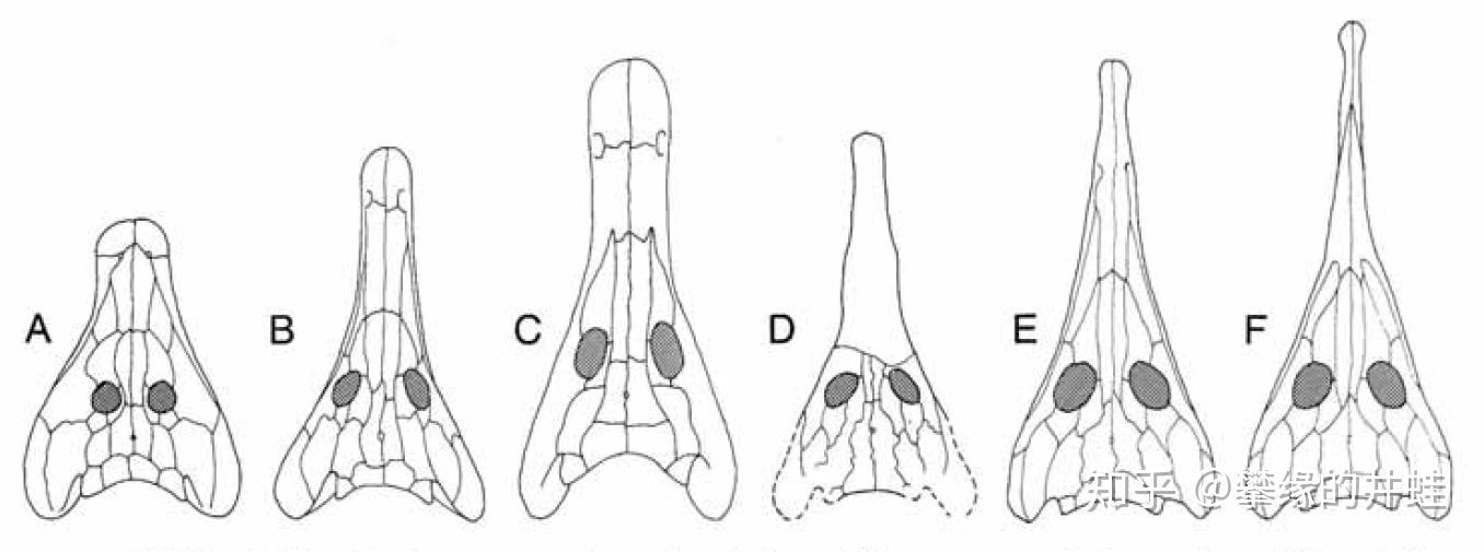 【地球演义】鲵皇 - 知乎