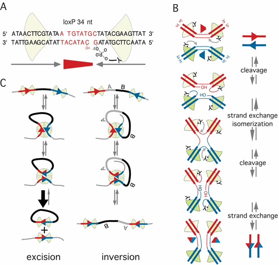 Cre-lox系统介绍及使用汇总 - 知乎