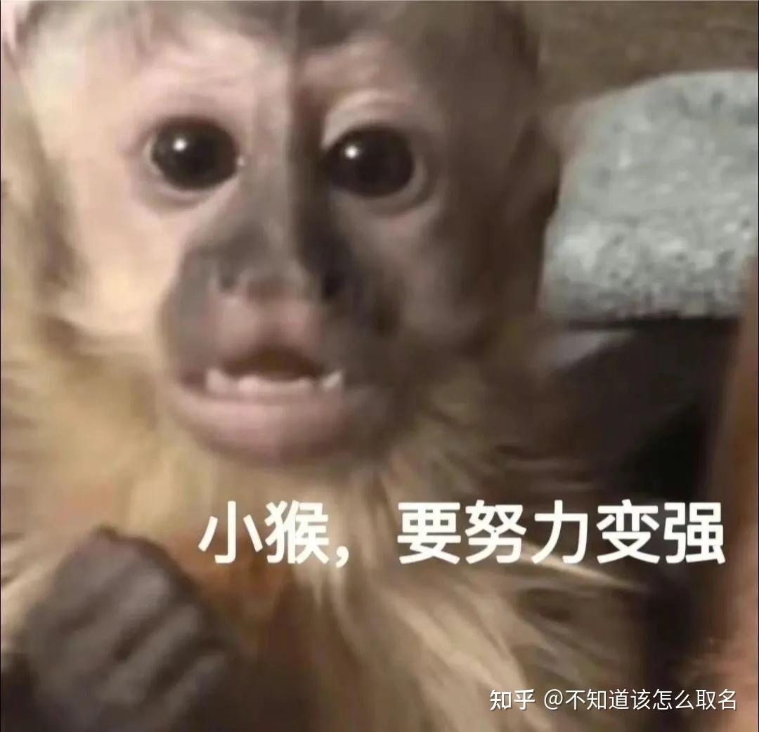 猴子表情包汇总 - 知乎