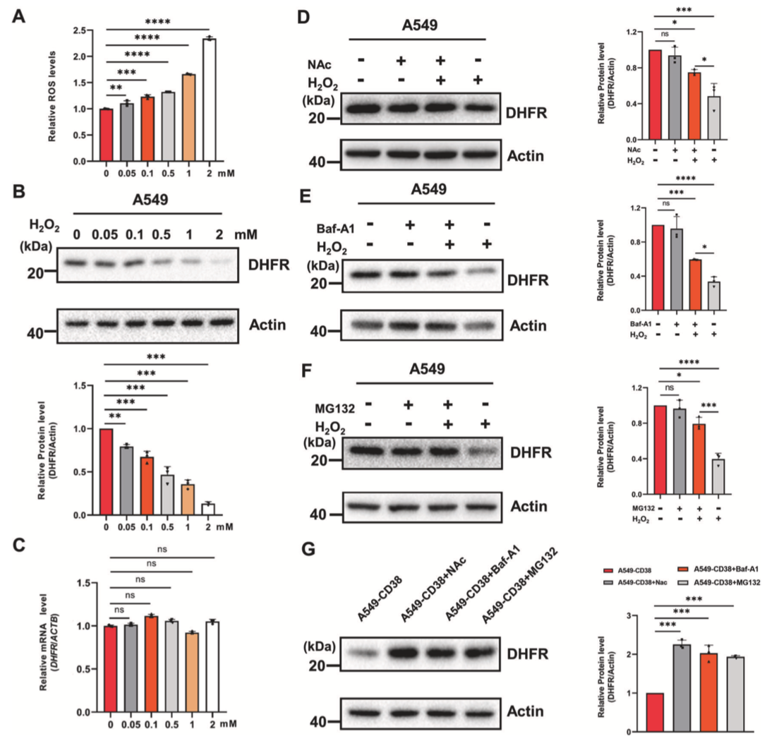CDD丨二氢叶酸还原酶的氧化降解增加了 CD38 介导的铁死亡易感性 - 知乎