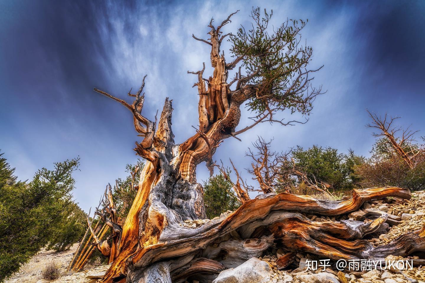 全球最古老的活树：公元前2832年就发芽，已4851岁比金字塔还古老 - 知乎