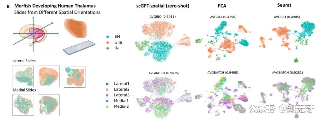 scGPT-spatial：空间转录组学单细胞基础模型的连续预训练 - 知乎