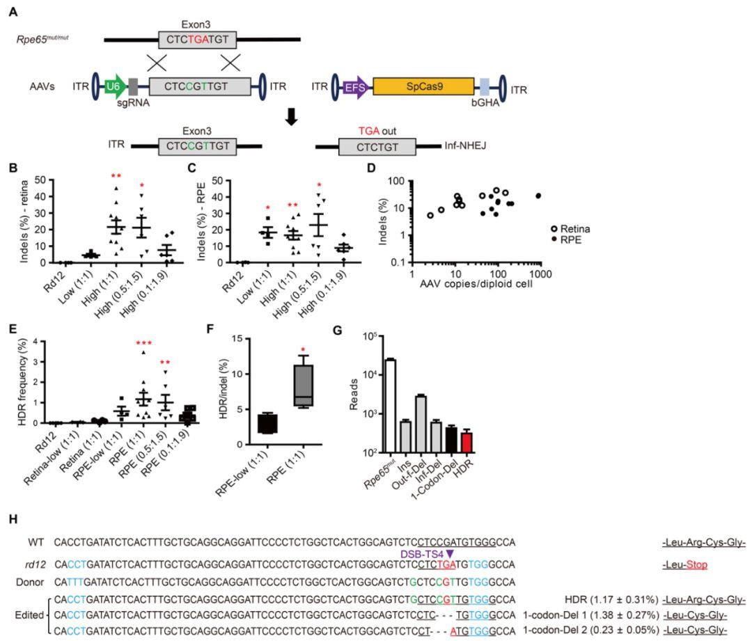 首次通过Cas9对Rpe65基因的治疗性修正，为治疗先天性失明提供新方法 - 知乎