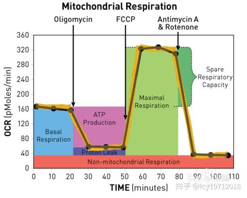 用Seahorse检测线粒体功能和细胞代谢状况 - 知乎