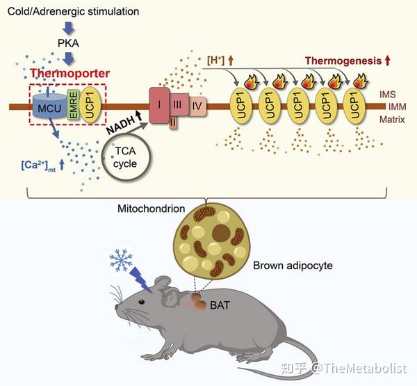 代谢学人——Cell Metabolism：脂肪产热新通道——钙转运体有“门路” - 知乎