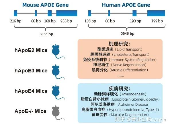 谁才是老年痴呆元凶？亦正亦邪的APOE三兄弟 - 知乎