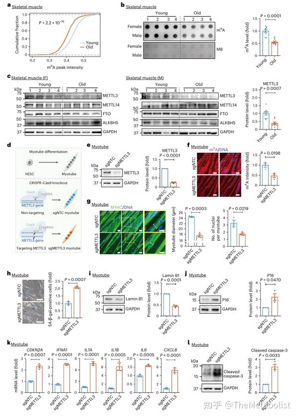 代谢学人——Nature Aging：m6A解开衰老之谜 - 知乎