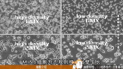 MIN6细胞培养，小鼠胰岛β细胞株培养攻略-丰晖生物 - 知乎