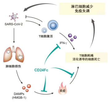 别吃我信号“CD24-SIGLEC10”新进展 - 知乎