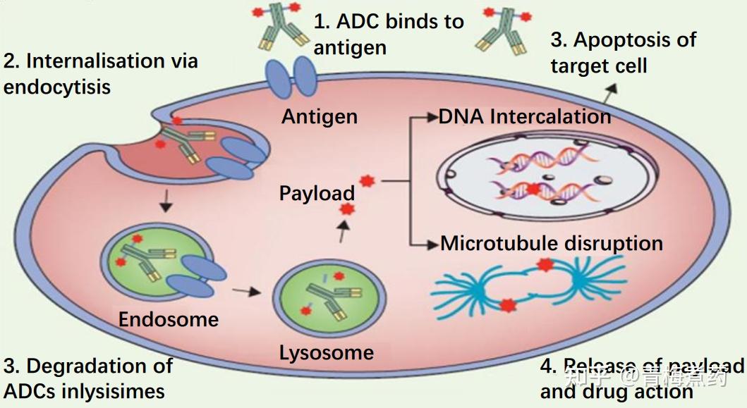 药物发现|FDA批准的ADC药物 - 知乎