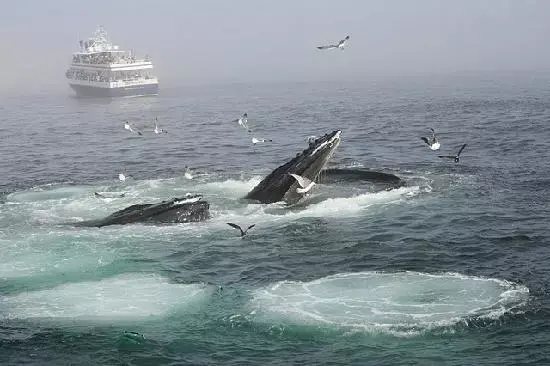 一个不够，给你推荐十个观鲸最佳地点 - 知乎