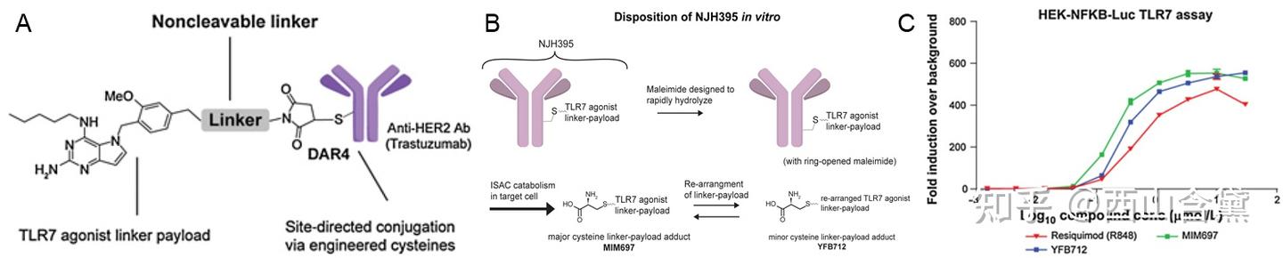 前“撤”可鉴(四)-Immune-stimulating antibody conjugate (ISAC) - 知乎